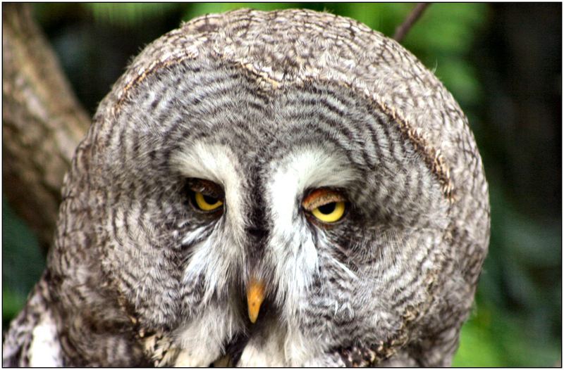 Bin traurig...:-( Foto & Bild | tiere, zoo, wildpark & falknerei, vögel ...