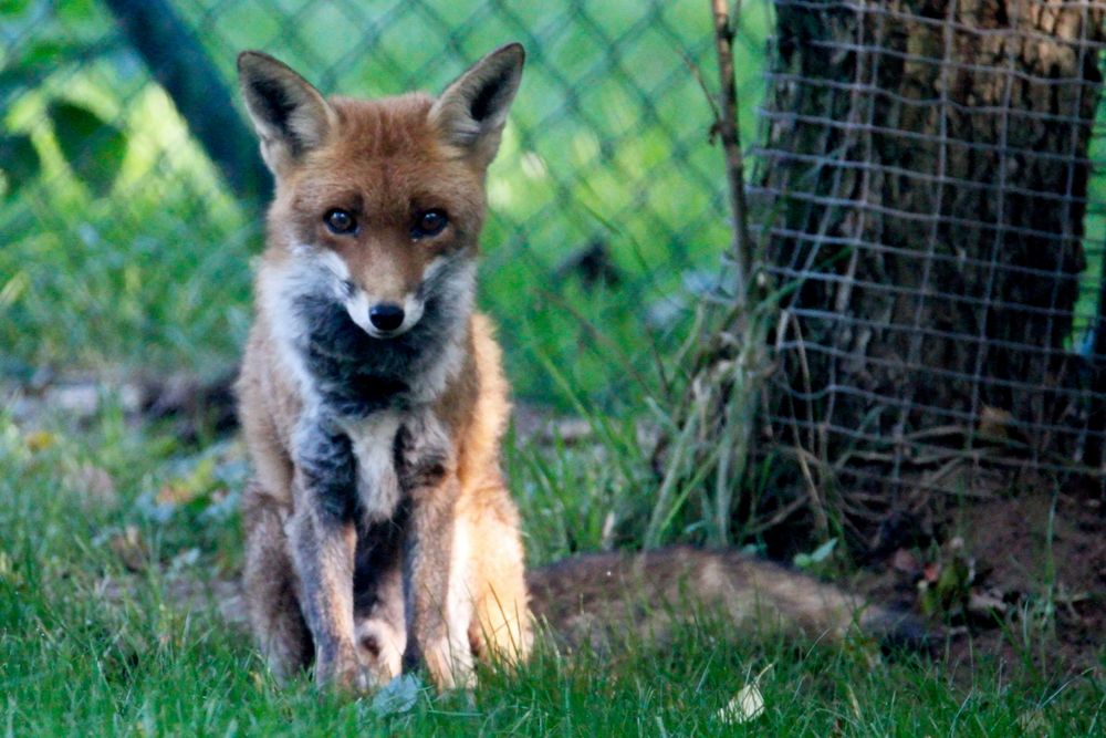 bin traurig und alleine Foto & Bild | tiere, zoo, wildpark & falknerei ...