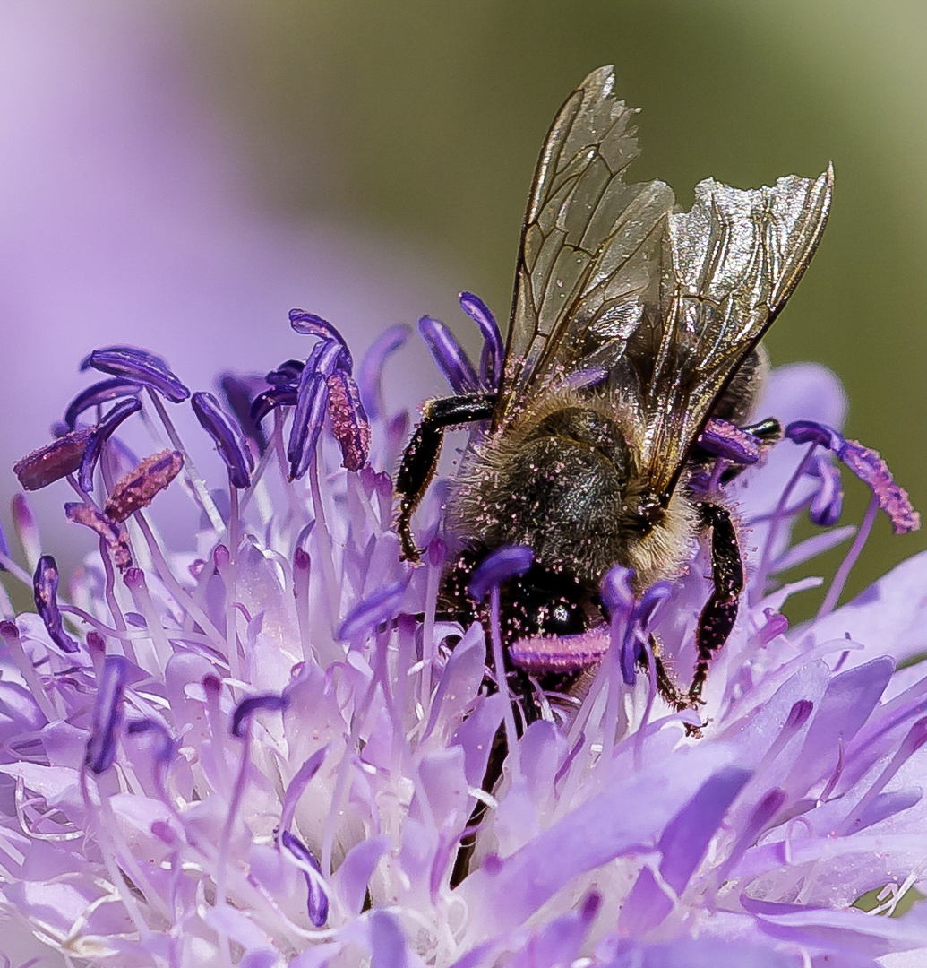 Bine 01- Foto & Bild | macro, makro, natur Bilder auf fotocommunity