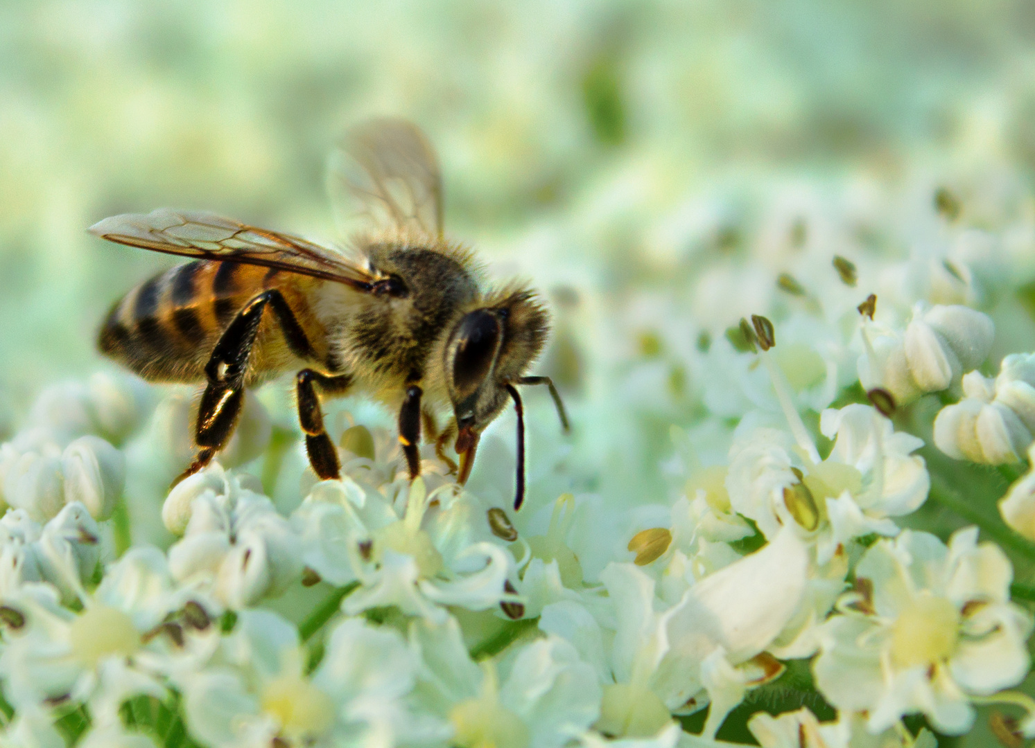 Bine Foto & Bild | tiere, wildlife, insekten Bilder auf fotocommunity