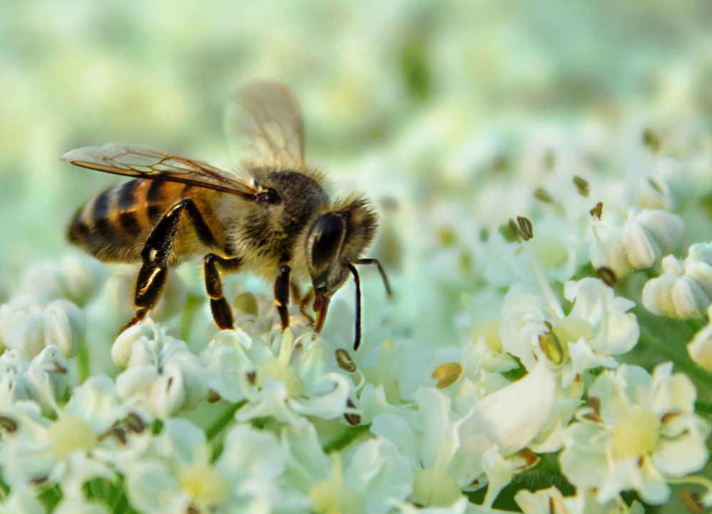 Bine Foto & Bild | tiere, wildlife, insekten Bilder auf fotocommunity