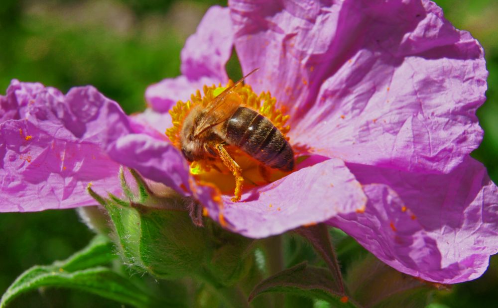 Bine mit Blütenstaub 11 Foto & Bild | tiere, wildlife, insekten Bilder ...