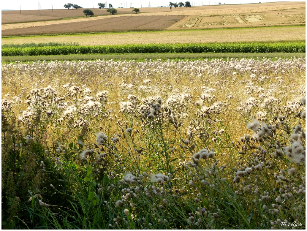 Bio Landwirtschaft ! Foto & Bild | landschaft, natur, pflanzen Bilder ...