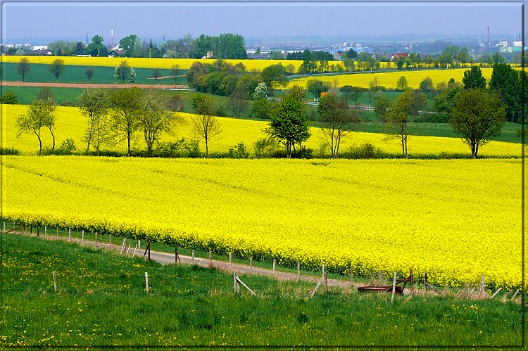Biodiesel: Rapsfelder in Blüte Foto & Bild | landschaft, Äcker, felder ...