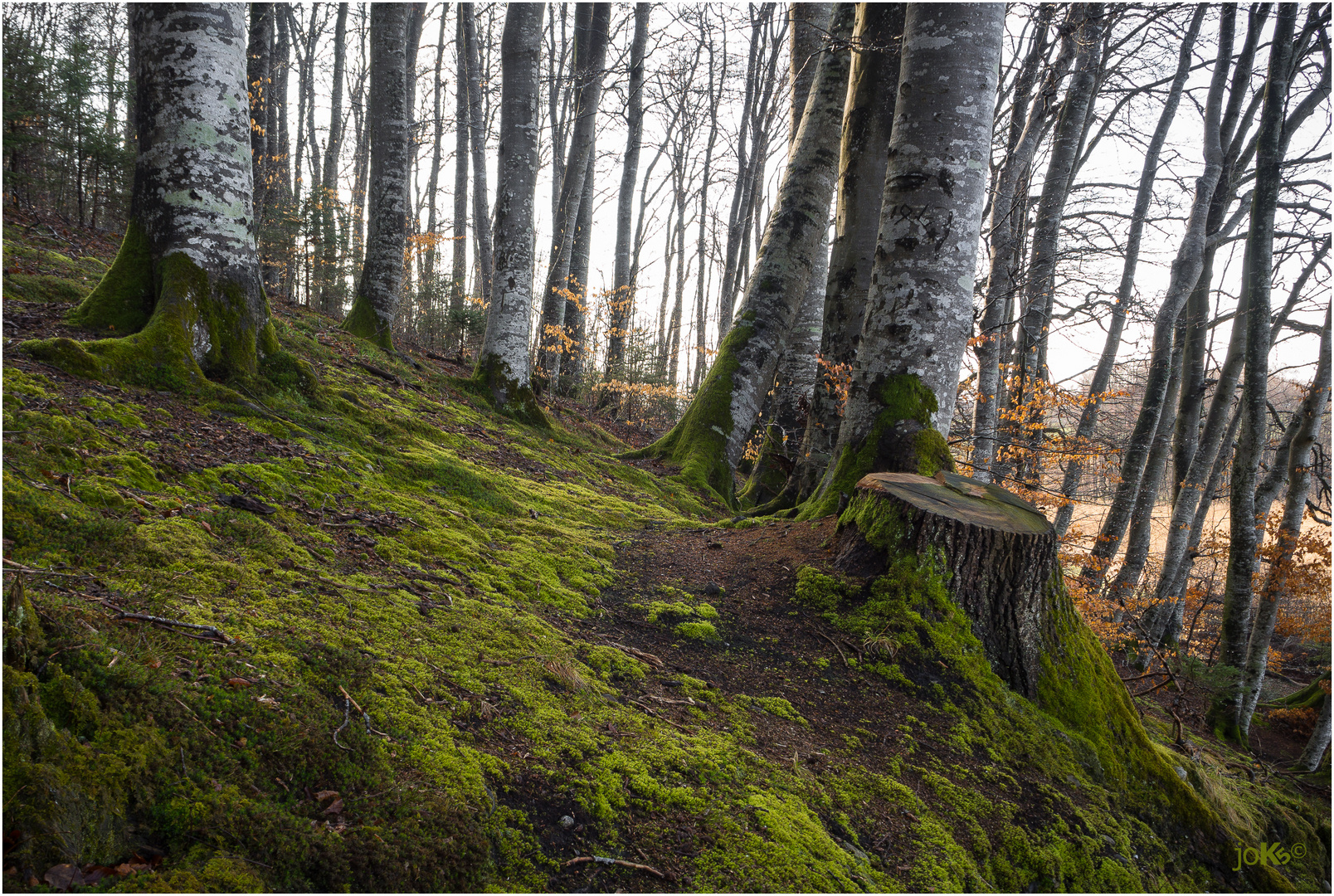 Bioindikator Foto & Bild | pflanzen, pilze & flechten, moose & farne ...