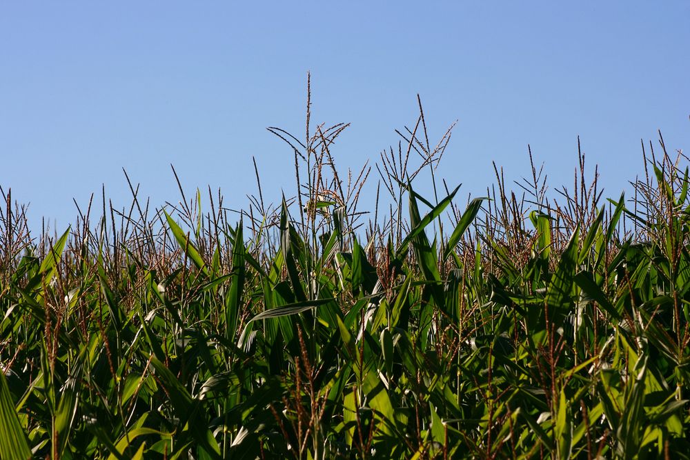 Biomasse Foto & Bild | pflanzen, pilze & flechten, getreide und ...