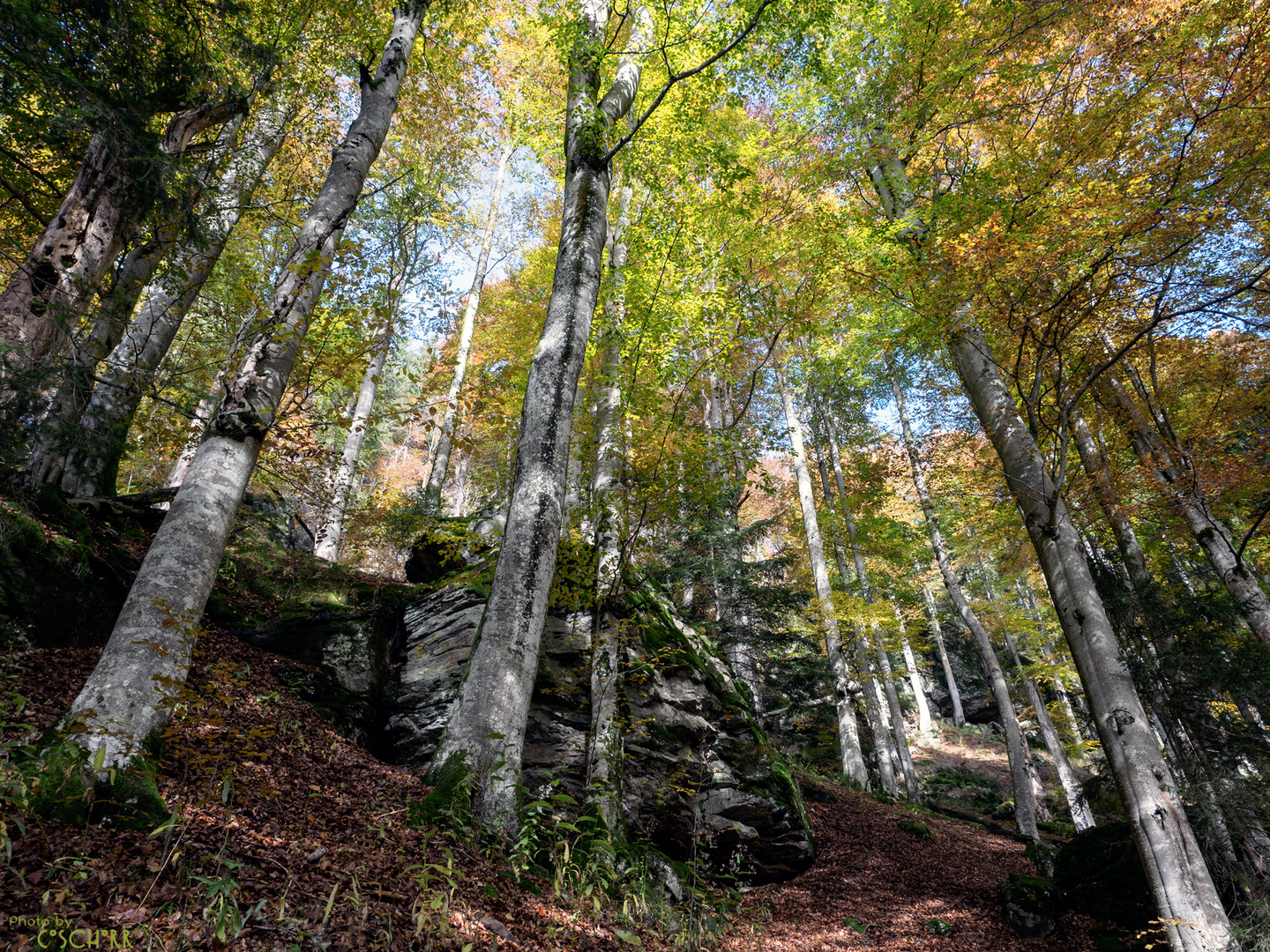Biomasse Foto & Bild | wald, natur, herbst Bilder auf fotocommunity