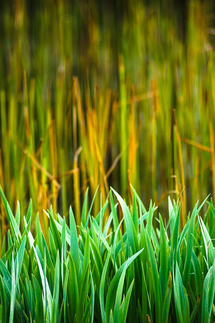 Biotop 1.0 Foto & Bild | frühling, natur, see Bilder auf fotocommunity