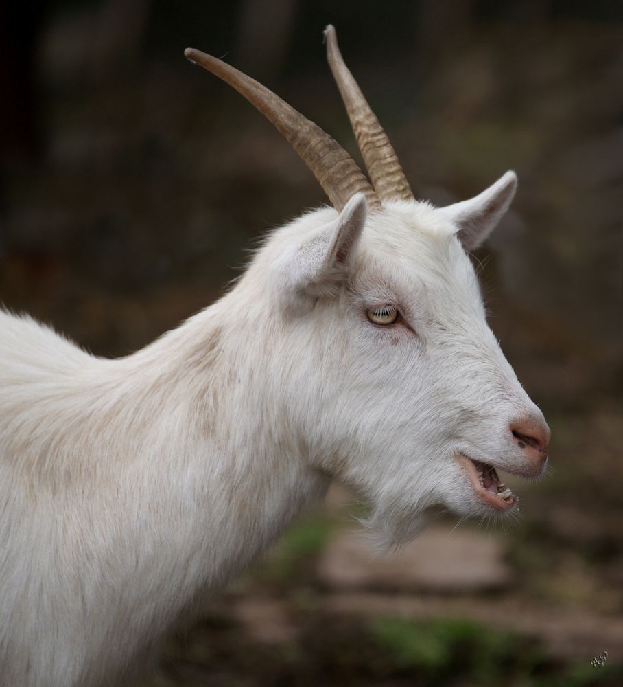 Biquette..... photo et image | animaux, animaux, oiseaux, nature Images ...