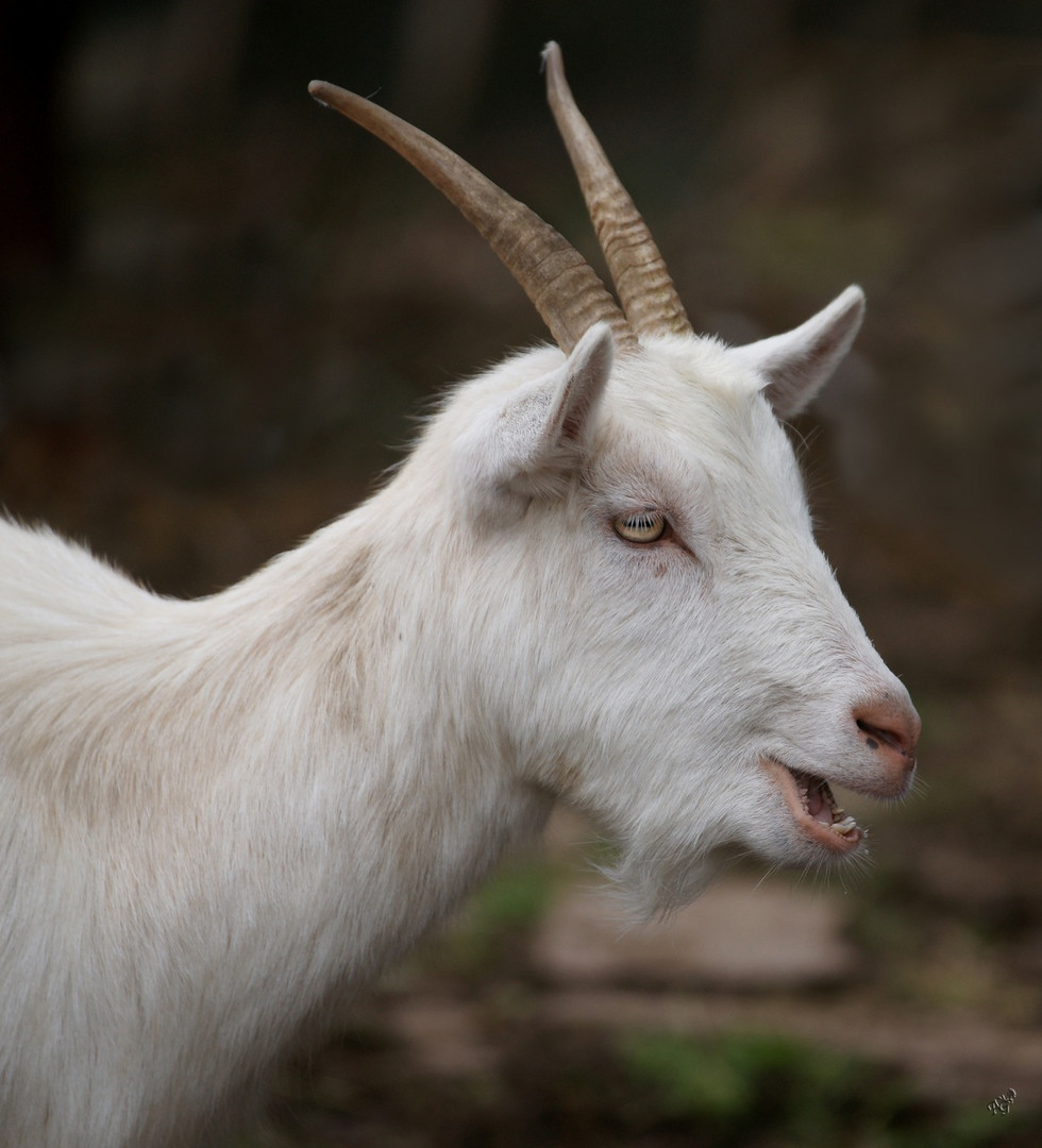 Biquette..... photo et image | animaux, animaux, oiseaux, nature Images ...