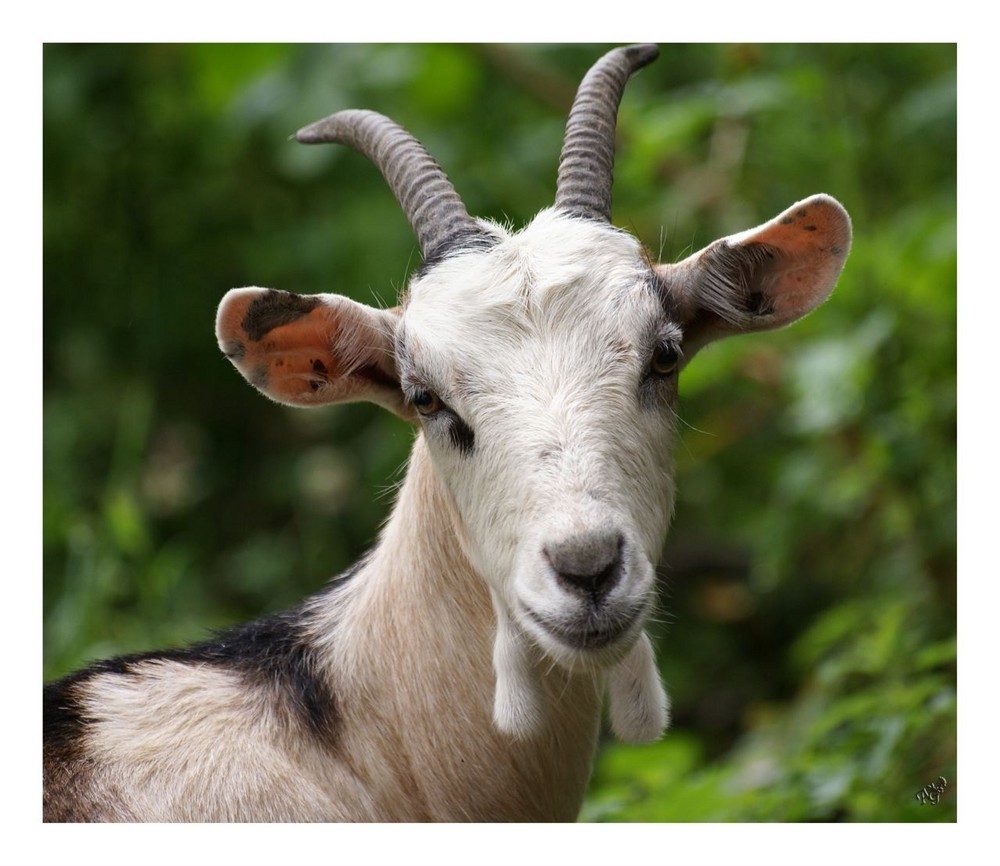 "Biquette" photo et image | animaux, animaux domestiques, autres Images ...