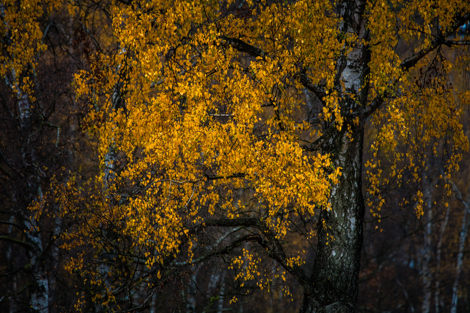 Birch Grove Foto & Bild | world, wald, bäume Bilder auf fotocommunity