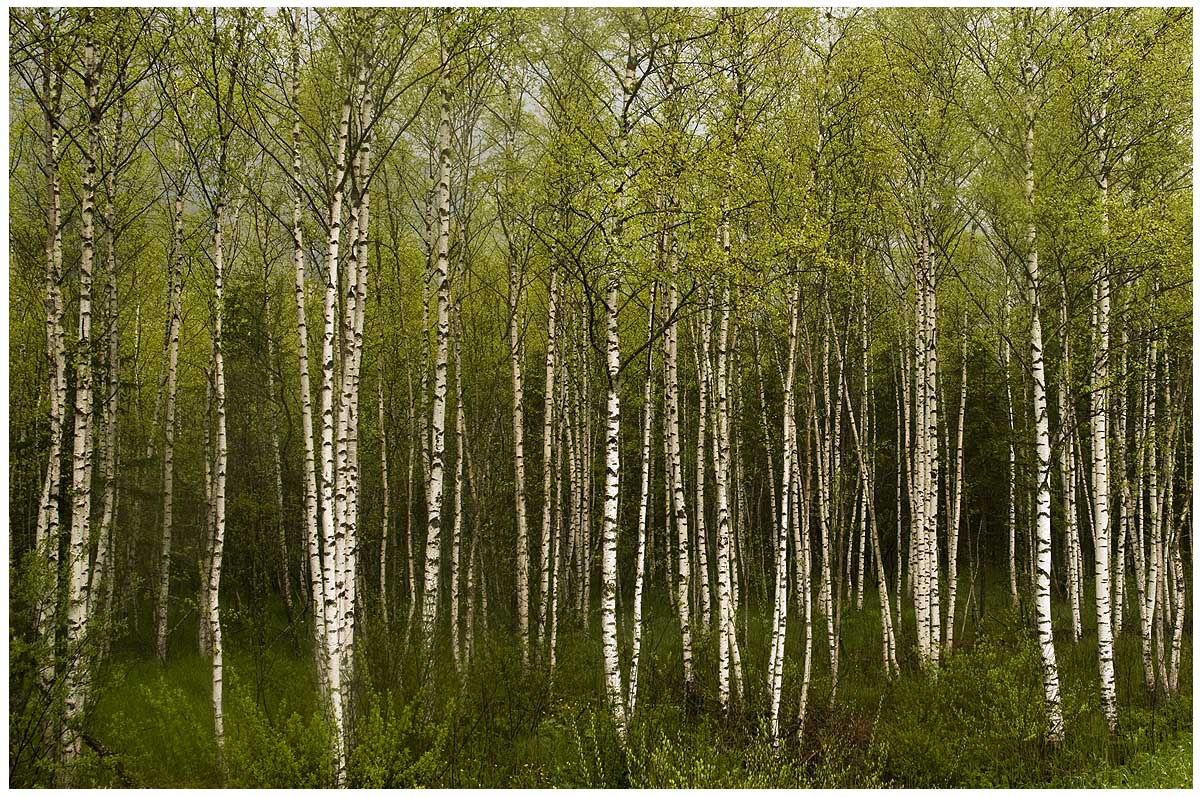 Birch Tree Foto & Bild | landschaft, wald, natur Bilder auf fotocommunity