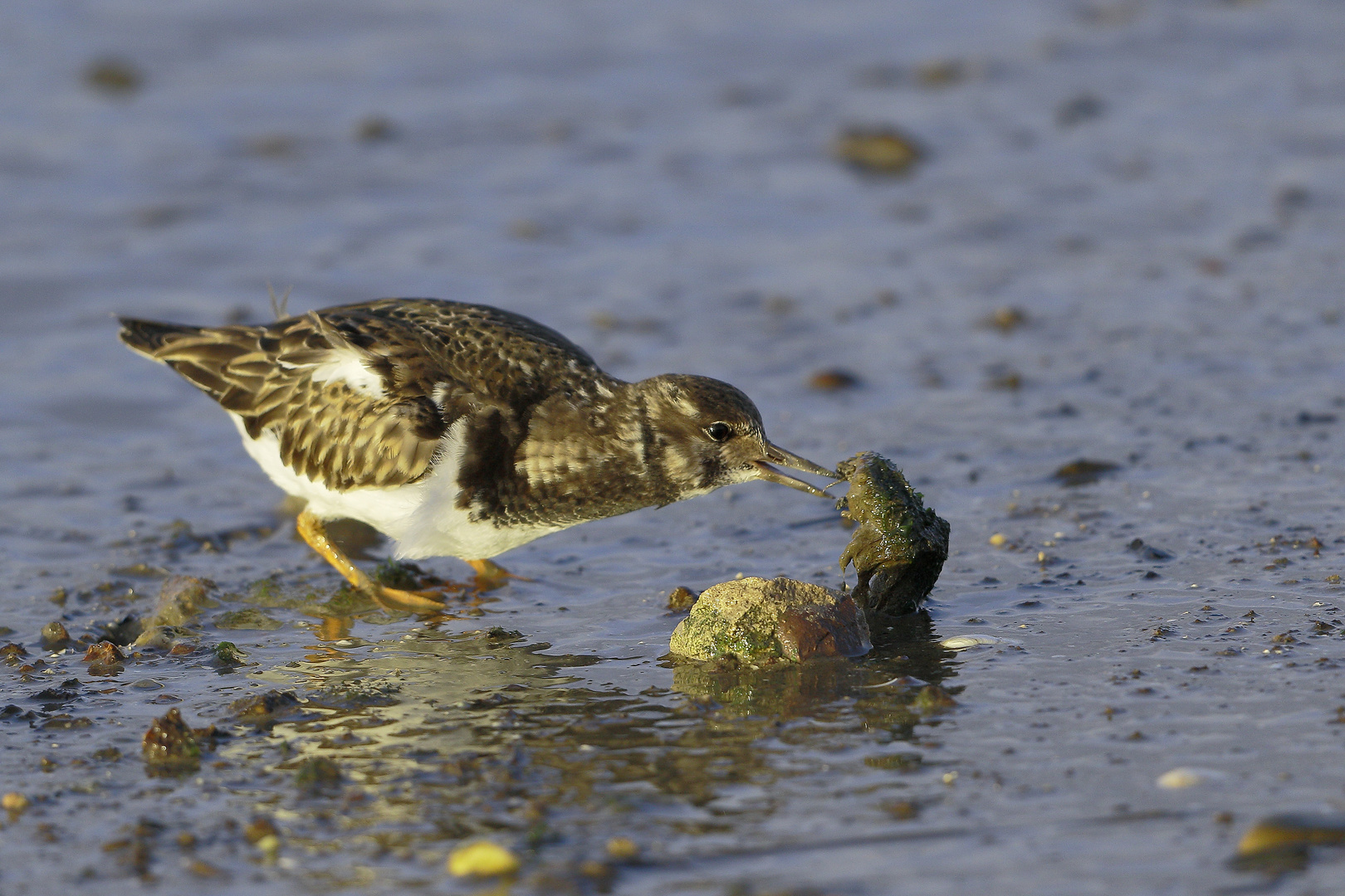 Bird at work Foto & Bild | tiere, wildlife, wild lebende vögel Bilder ...