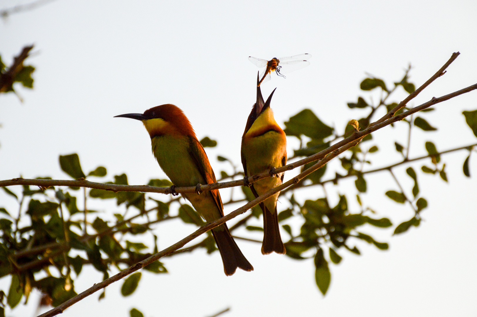 Bird catching insect Foto & Bild | tiere, wildlife, wild lebende vögel ...