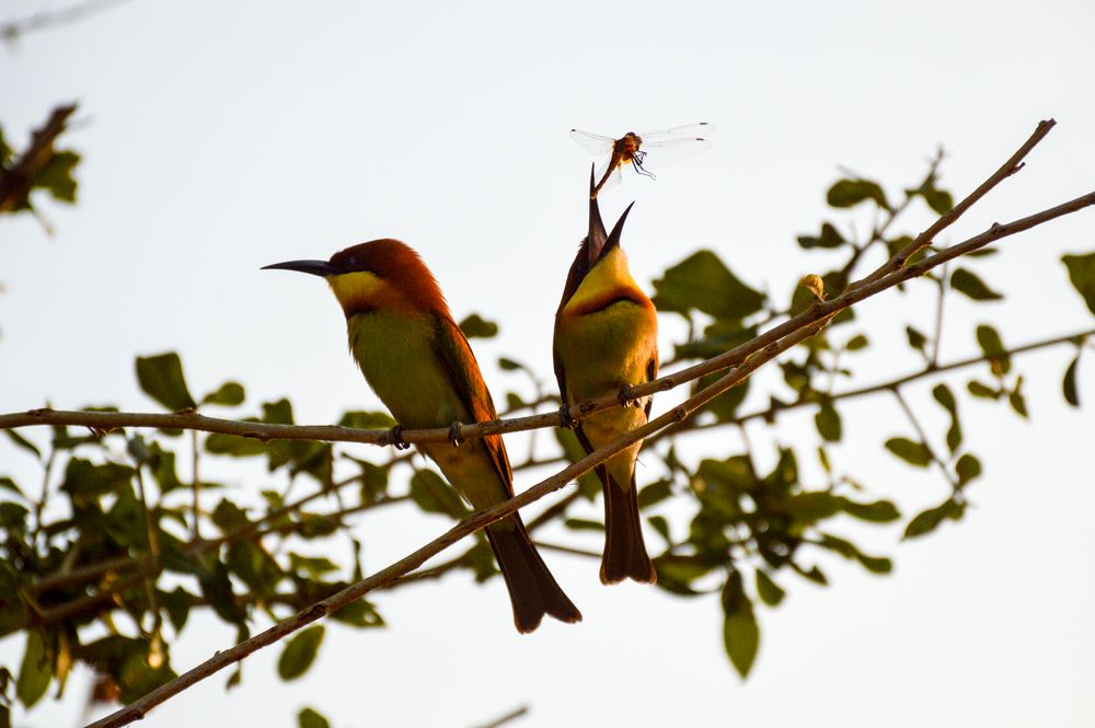 Bird catching insect Foto & Bild | tiere, wildlife, wild lebende vögel ...