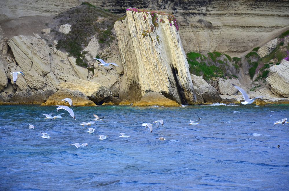 BIRDS Foto % Immagini| paesaggi, mare, natura Foto su fotocommunity