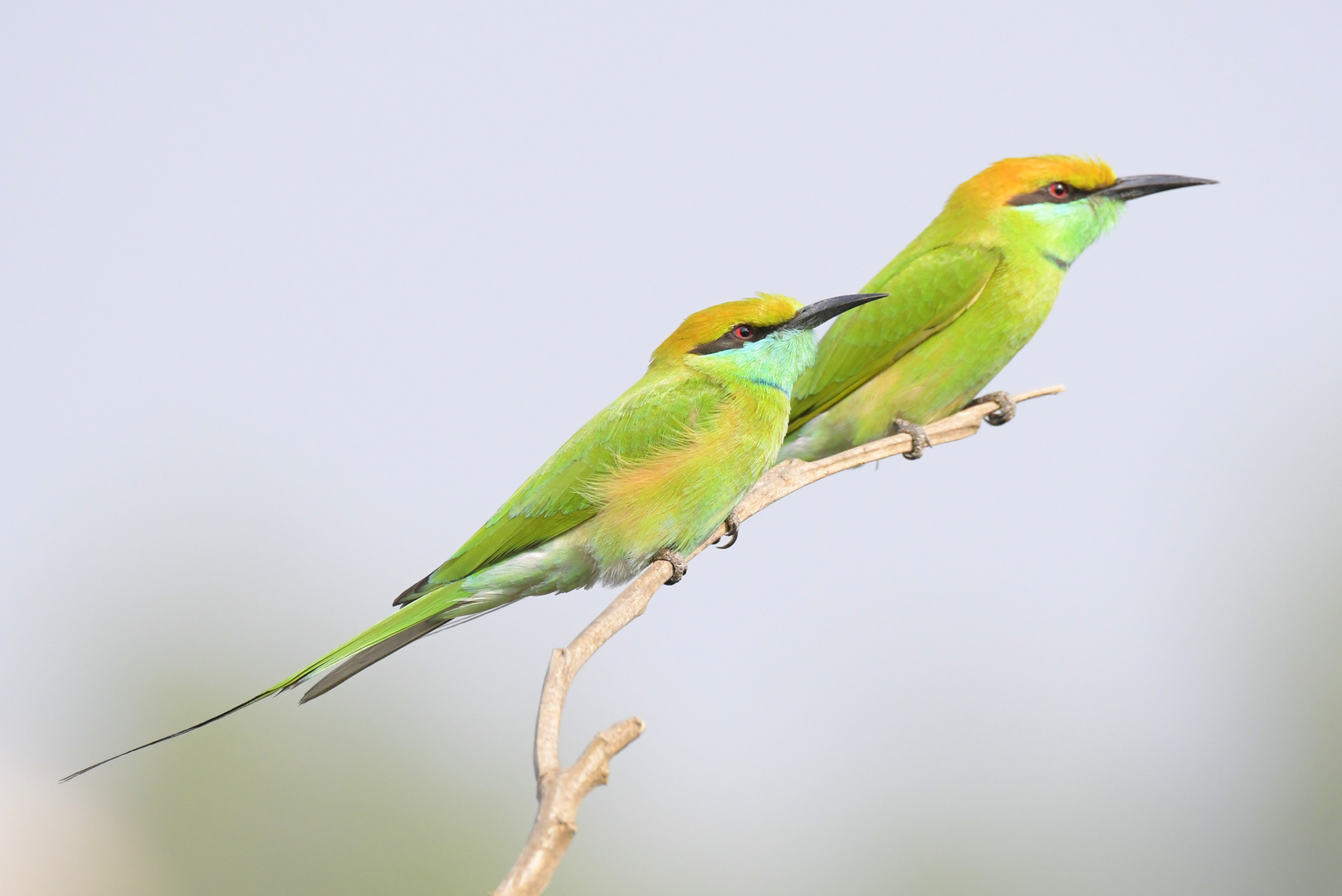 Birds of India Foto & Bild | asia, india, tiere Bilder auf fotocommunity