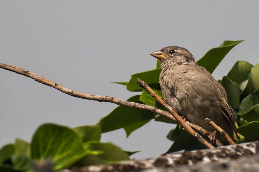 "Birdy" Foto & Bild | tiere, wildlife, wild lebende vögel Bilder auf ...