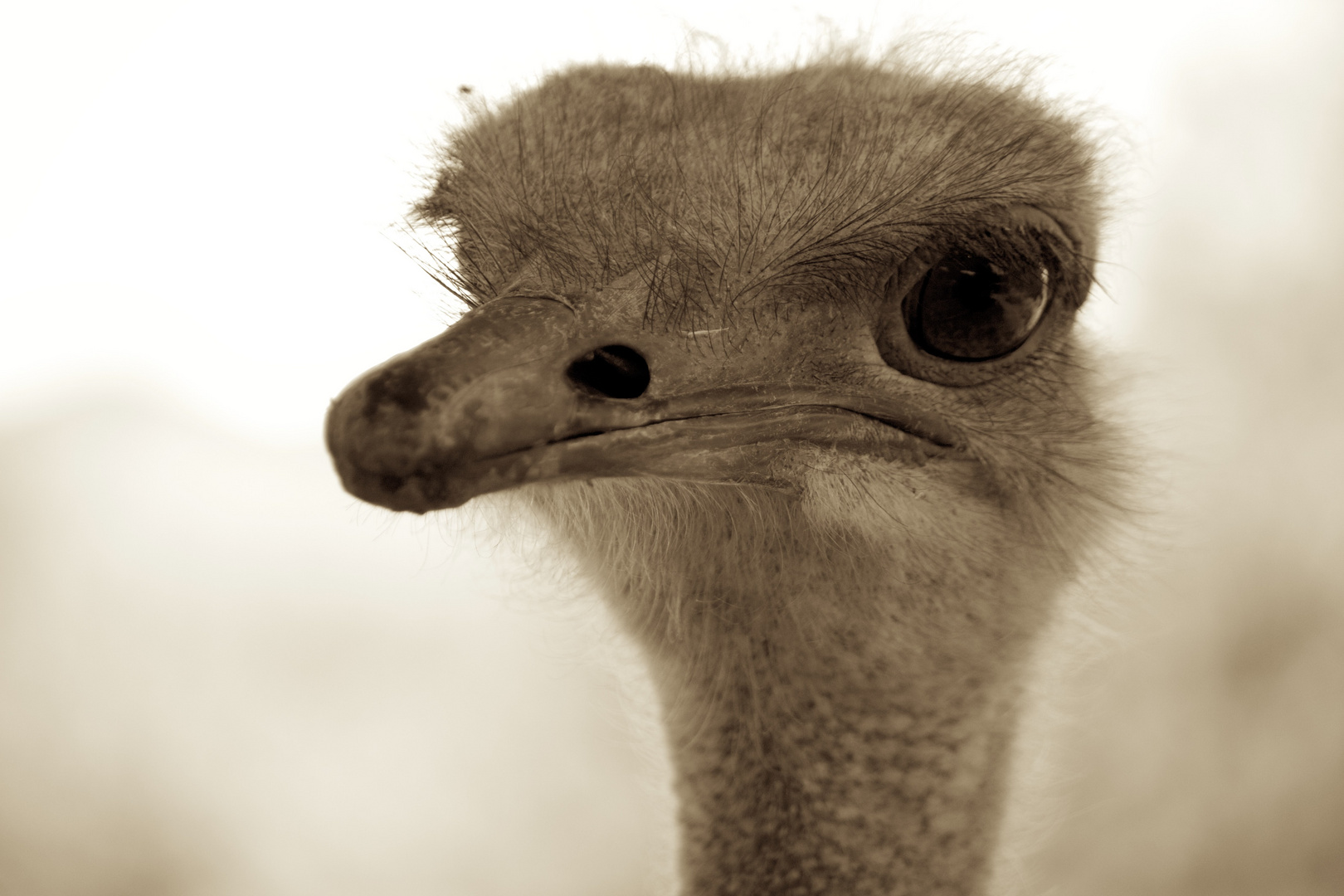 Birdy Bird Foto & Bild | world, natur, vögel Bilder auf fotocommunity