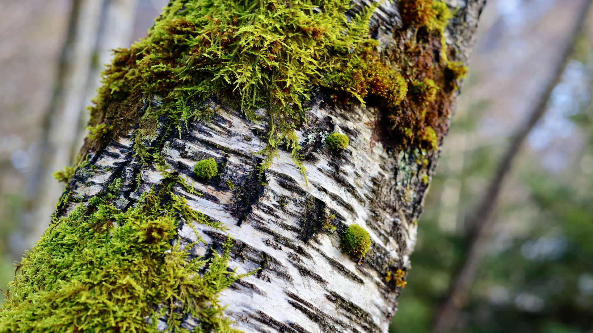 Birke Foto & Bild | landschaft, lebensräume, moor Bilder auf fotocommunity
