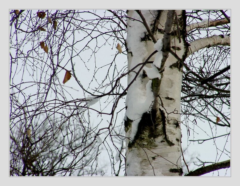 birke im winter Foto & Bild | pflanzen, pilze & flechten, bäume ...