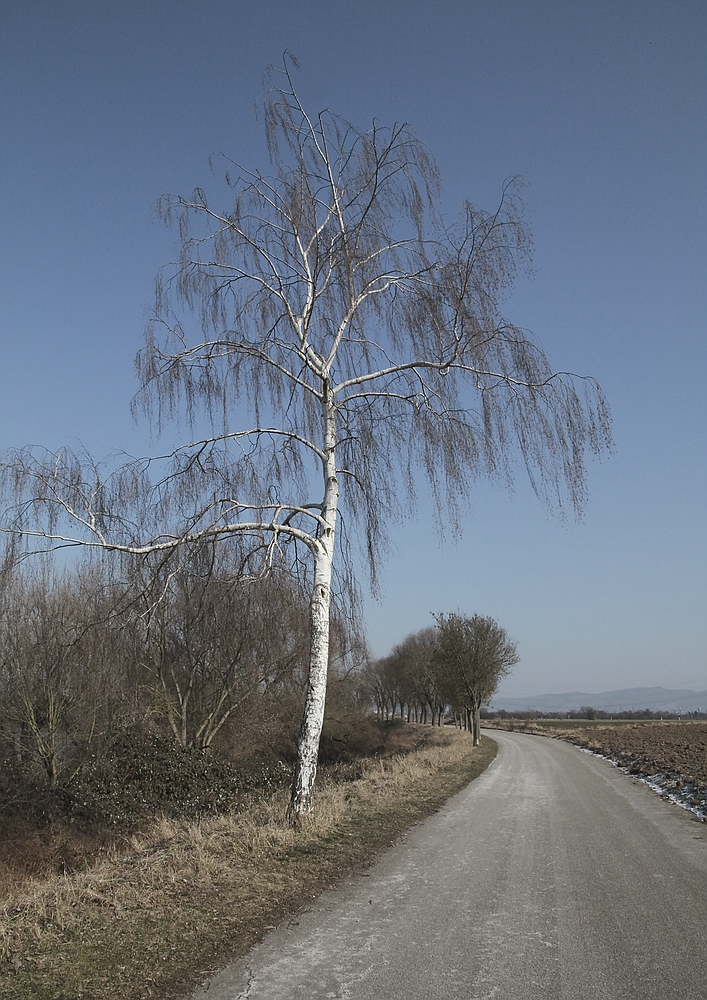 Birke im Winter Foto & Bild | pflanzen, pilze & flechten, pflanzen im ...