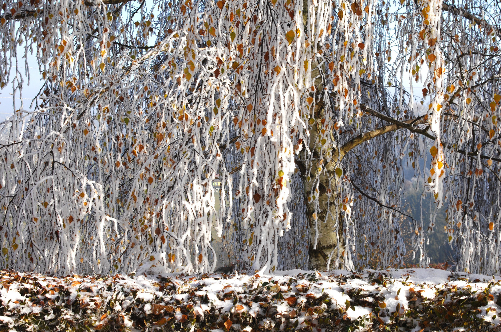 Birke mit Raureif Foto & Bild | jahreszeiten, winter, natur Bilder auf ...