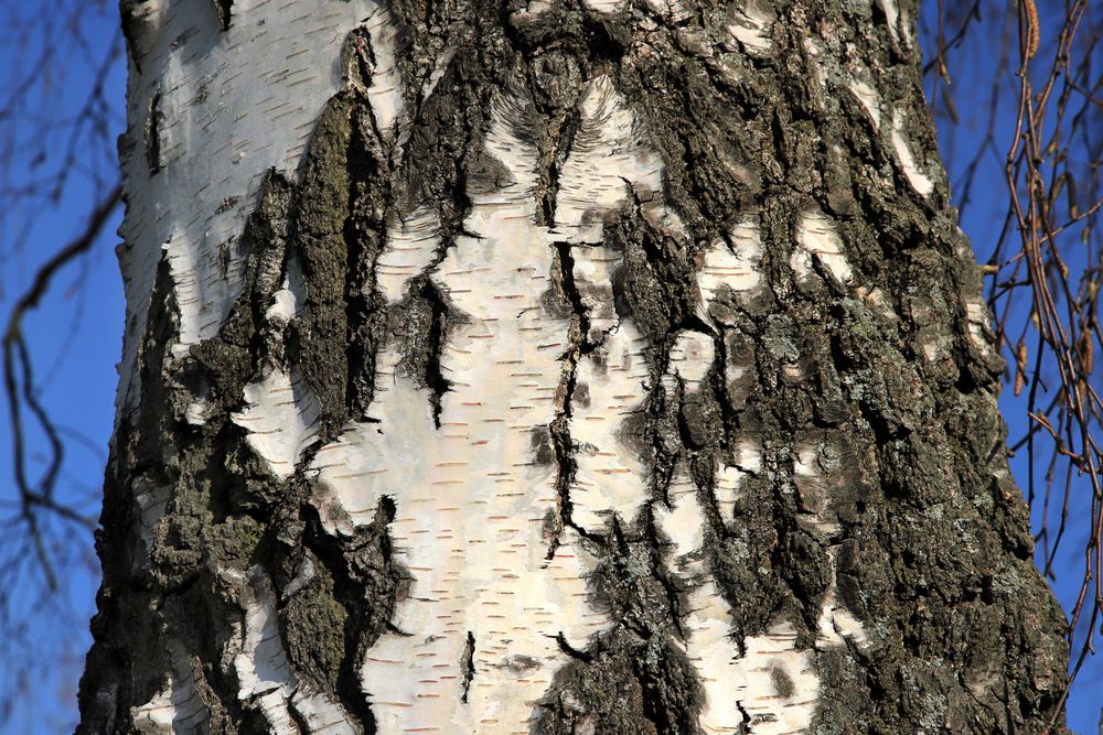 Birke, Rinde Foto & Bild | wald, bäume, baum Bilder auf fotocommunity