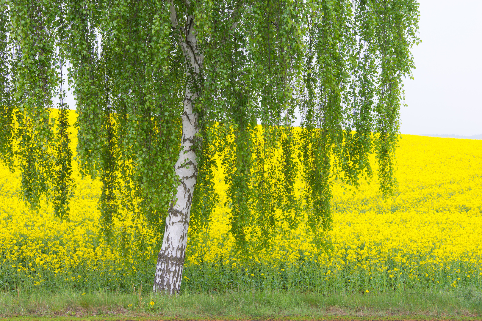 Birke vor Rapsfeld Foto & Bild | landschaft, wald, landschaften Bilder ...