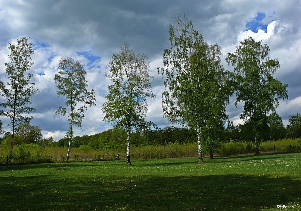 Birken Foto & Bild | pflanzen, pilze & flechten, bäume, laubbäume ...