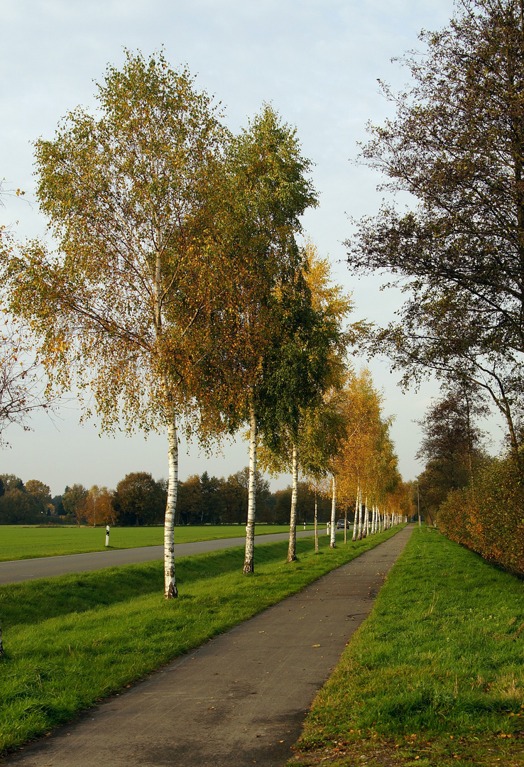 Birken... Foto & Bild | bäume, natur, landschaft Bilder auf fotocommunity