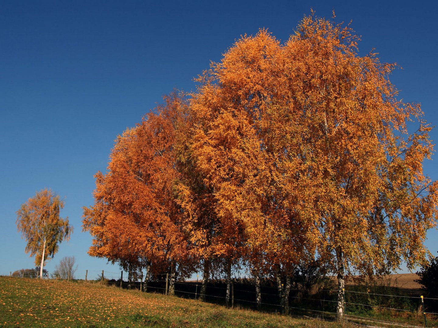 Birken im Herbst Foto & Bild | jahreszeiten, herbst, natur Bilder auf ...