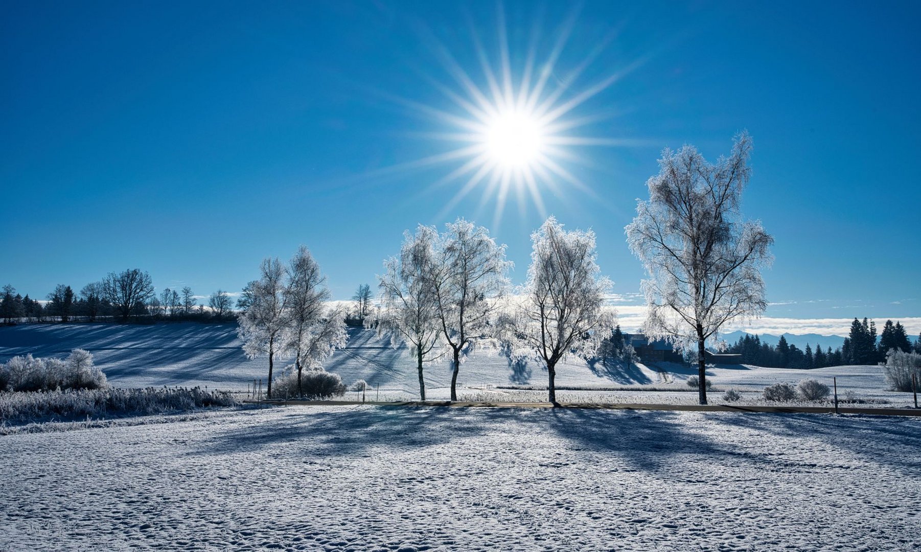 Birken mit Raureif im Gegenlicht Foto & Bild | landschaft, jahreszeiten ...
