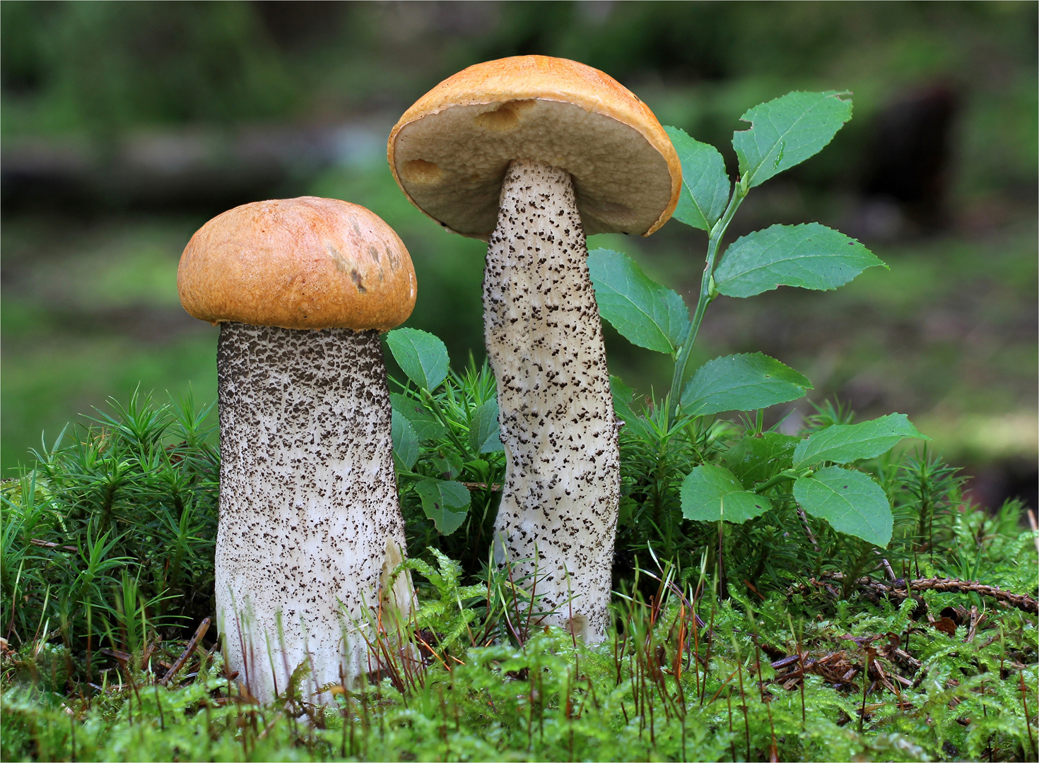 Birken-Rotkappe (Leccinum versipelle, Syn.: Leccinum testaceoscabrum ...