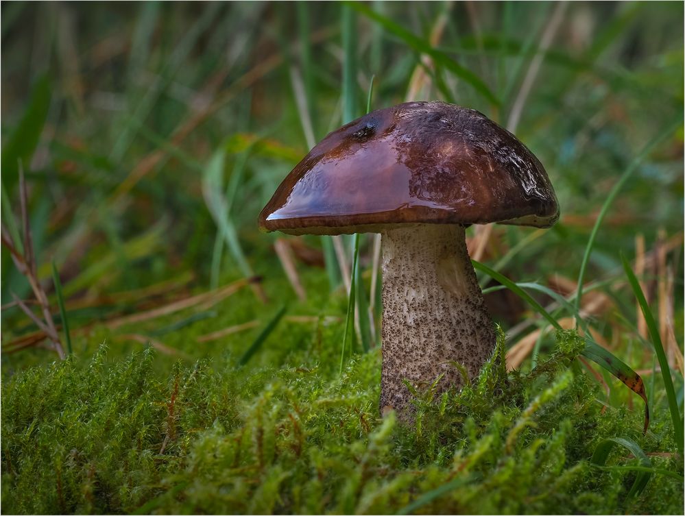 Birkenpilz Foto & Bild | wald, makro, natur Bilder auf fotocommunity