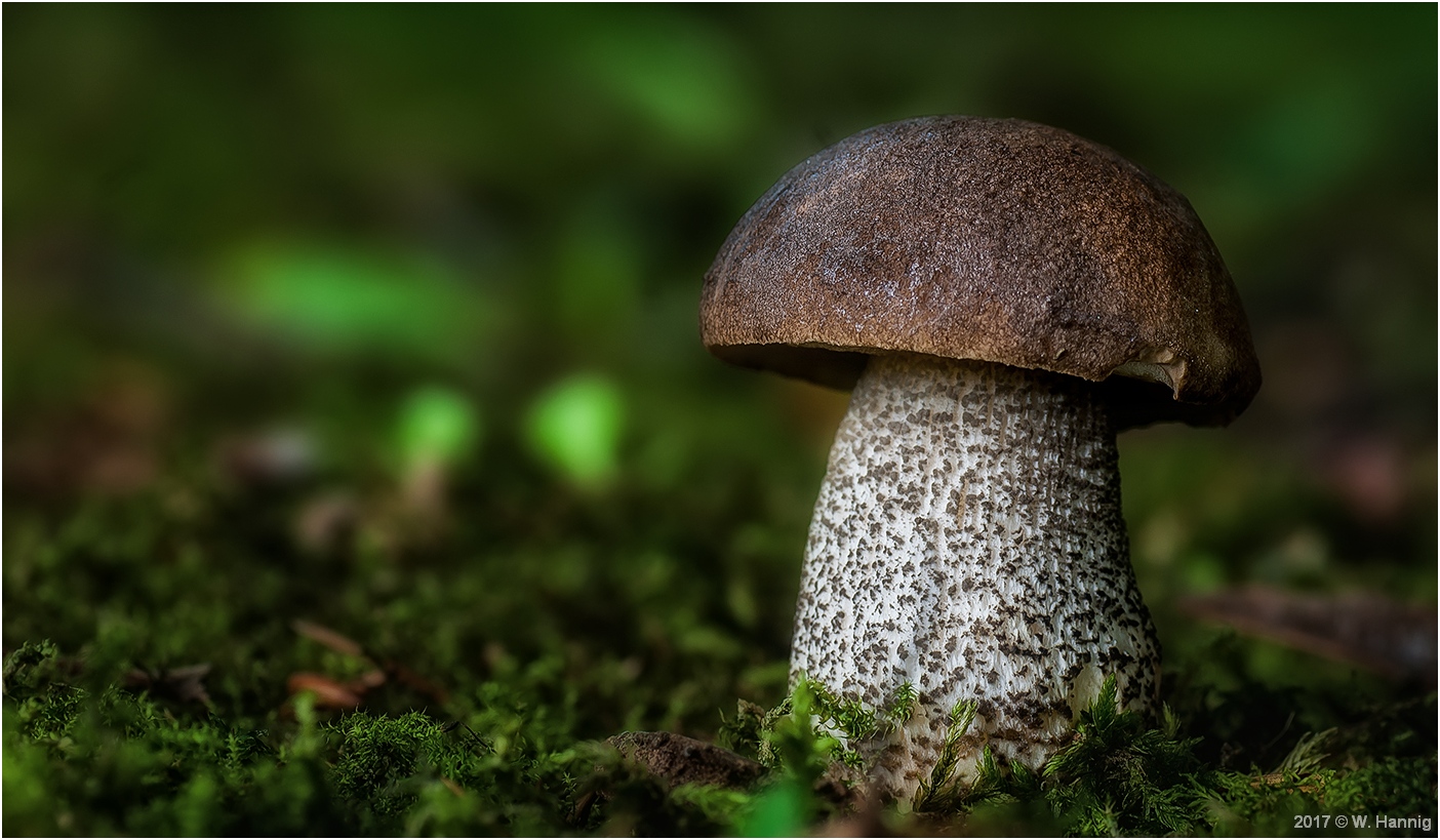 Birkenpilz Foto & Bild | pflanzen, pilze & flechten, pilze & flechten ...