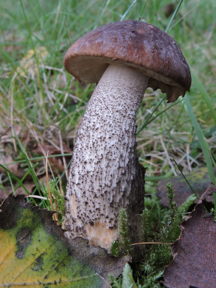 Birkenpilz Foto & Bild | pflanzen, pilze & flechten, pilze & flechten ...