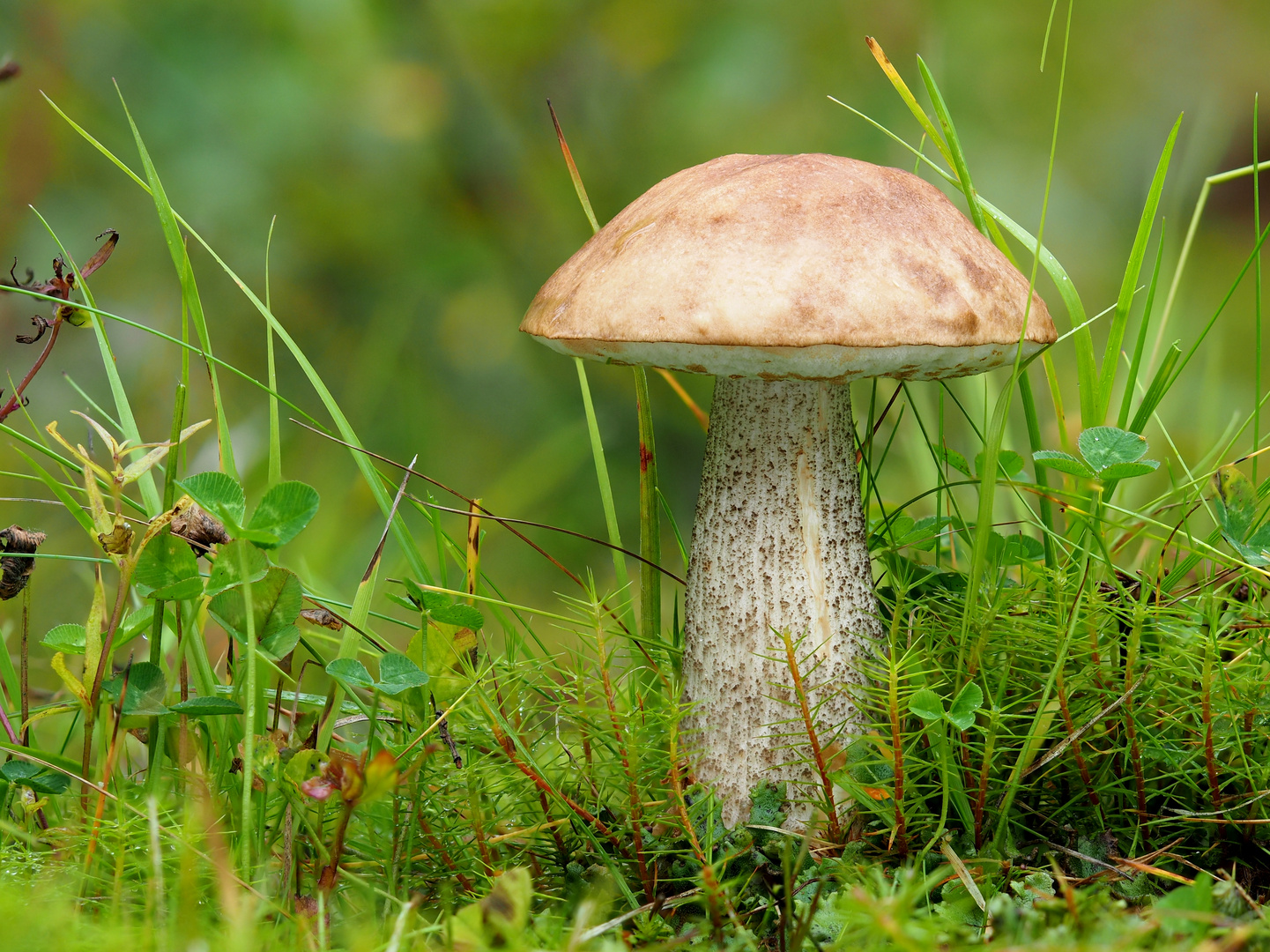 Birkenpilz Foto & Bild | pflanzen, pilze & flechten, pilze & flechten ...