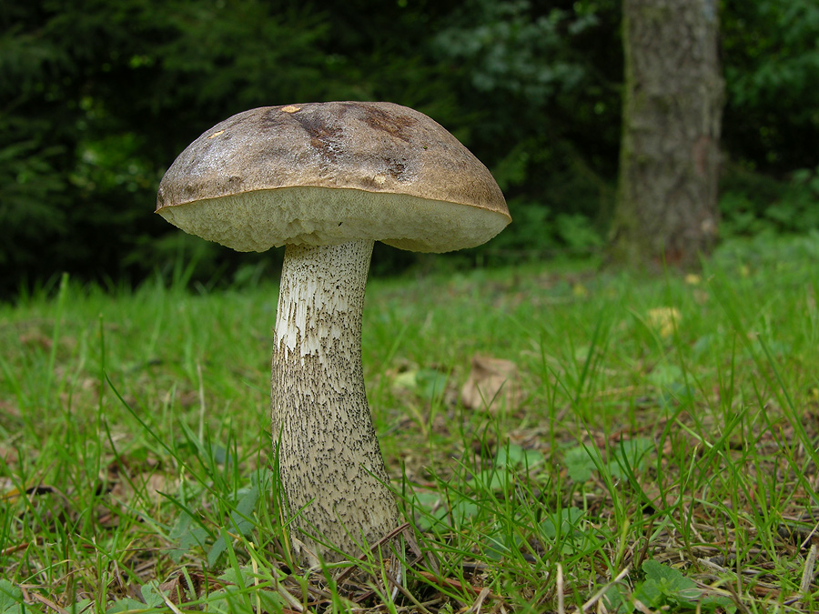 Birkenpilz (Leccinum scabrum) Foto & Bild | pflanzen, pilze & flechten ...