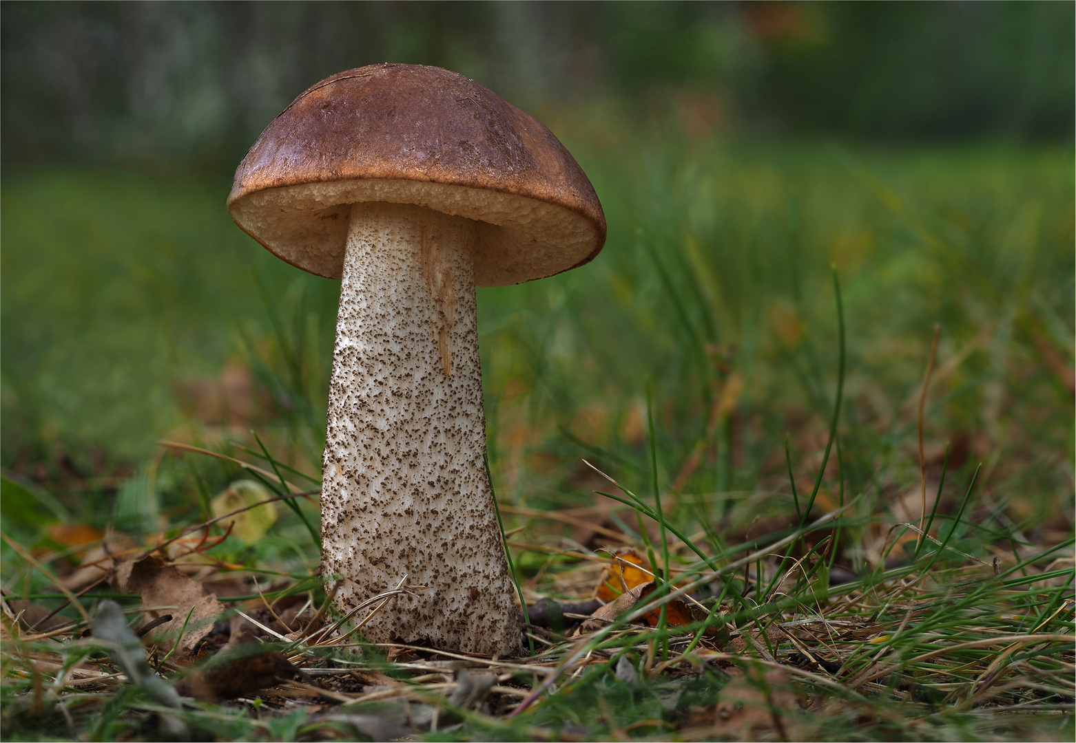 Birkenpilz- Schönling Foto & Bild | Bilder auf fotocommunity