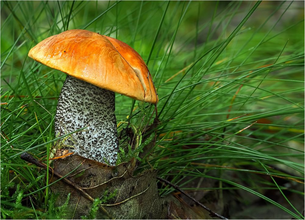 Birkenrotkappe Foto & Bild | wald, makro, orange Bilder auf fotocommunity