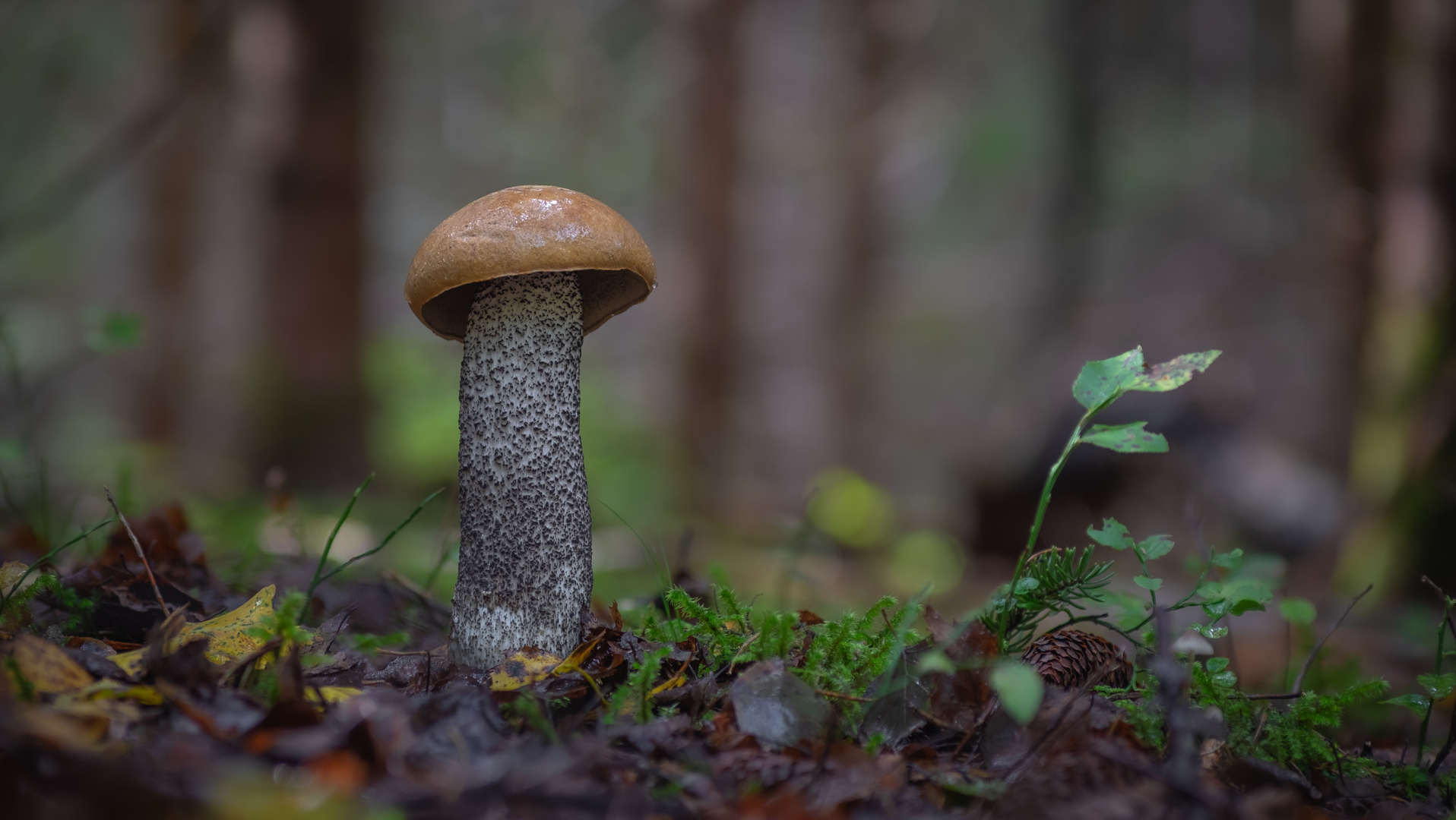 Birkenrotkappe Foto & Bild | pilze, birkenrotkappe, rotkappe Bilder auf ...