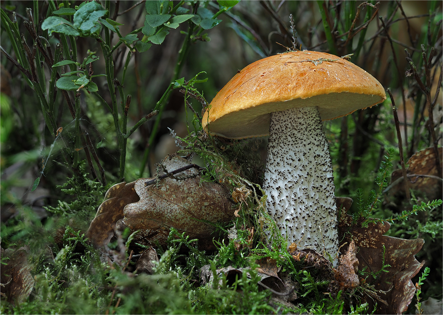 Birkenrotkappe im Heidekraut Foto & Bild | natur, nahaufnahme, olympus ...
