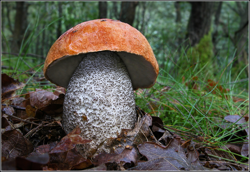 Birkenrotkappe ...."steinhart" & kompakt Foto & Bild | pflanzen, pilze ...