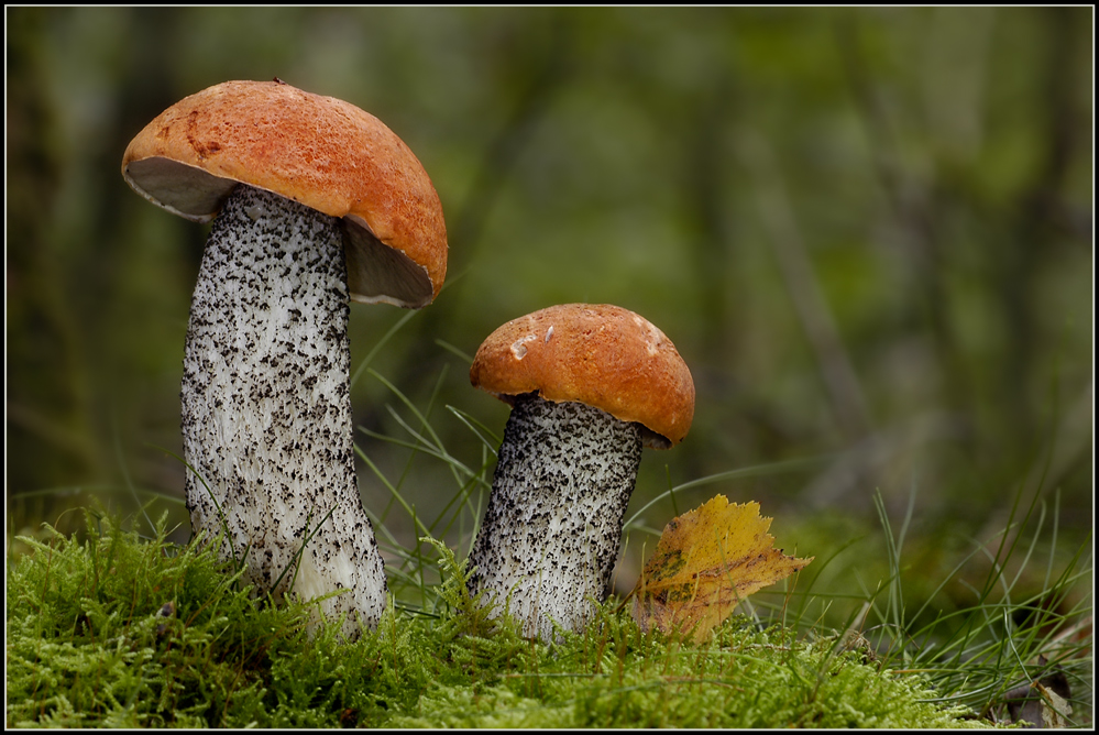 Birkenrotkappen Foto & Bild | pflanzen, pilze & flechten, pilze ...