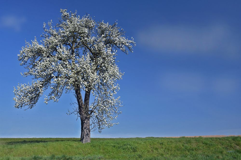 Birnbaum.... Foto & Bild | deutschland, europe, nordrhein- westfalen ...