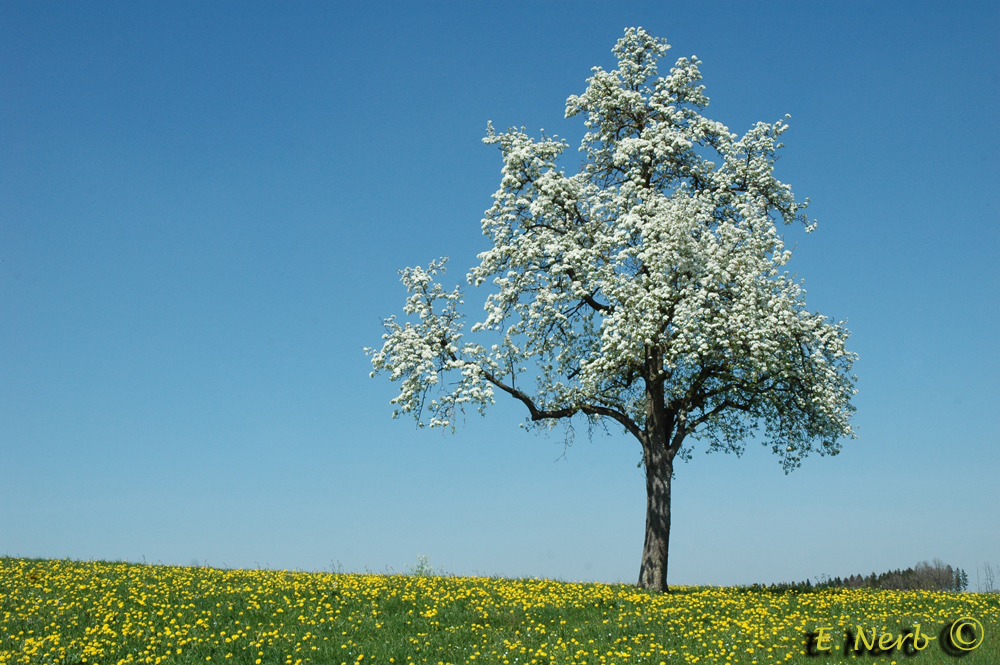 Birnbaum Foto & Bild | jahreszeiten, frühling, natur Bilder auf ...