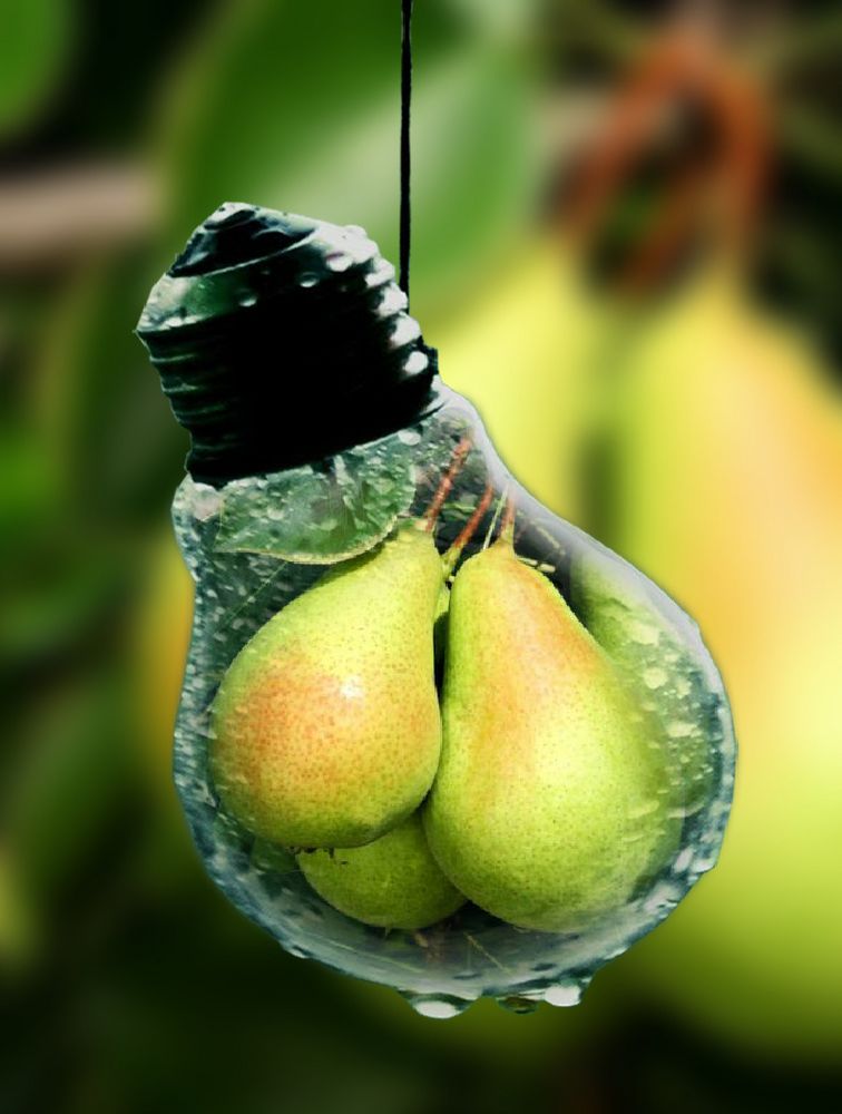 Birne. ...... Foto & Bild | natur, digiart, pflanzen Bilder auf ...