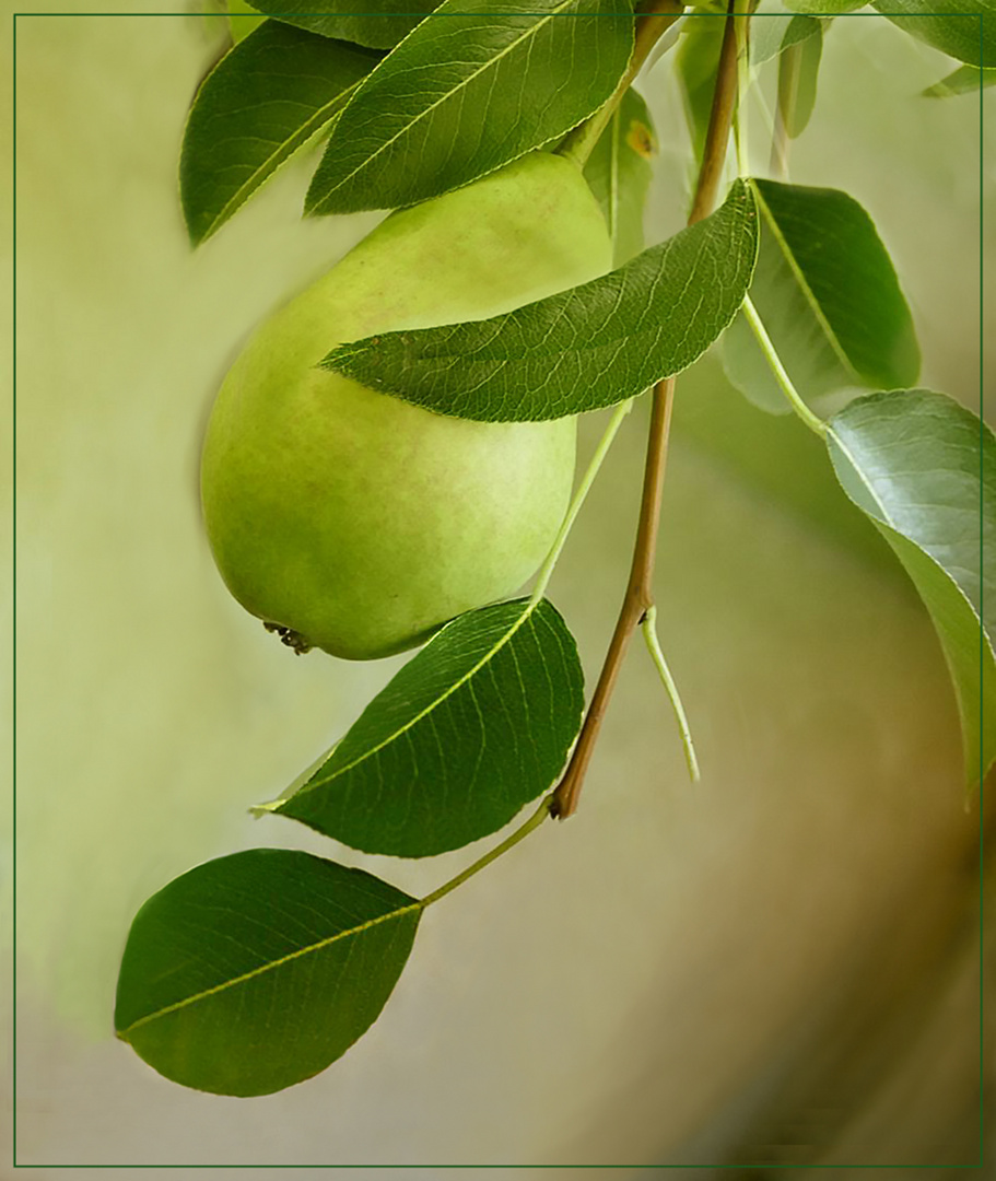 Birne 5 Foto & Bild | obst , spezial, stillleben Bilder auf fotocommunity